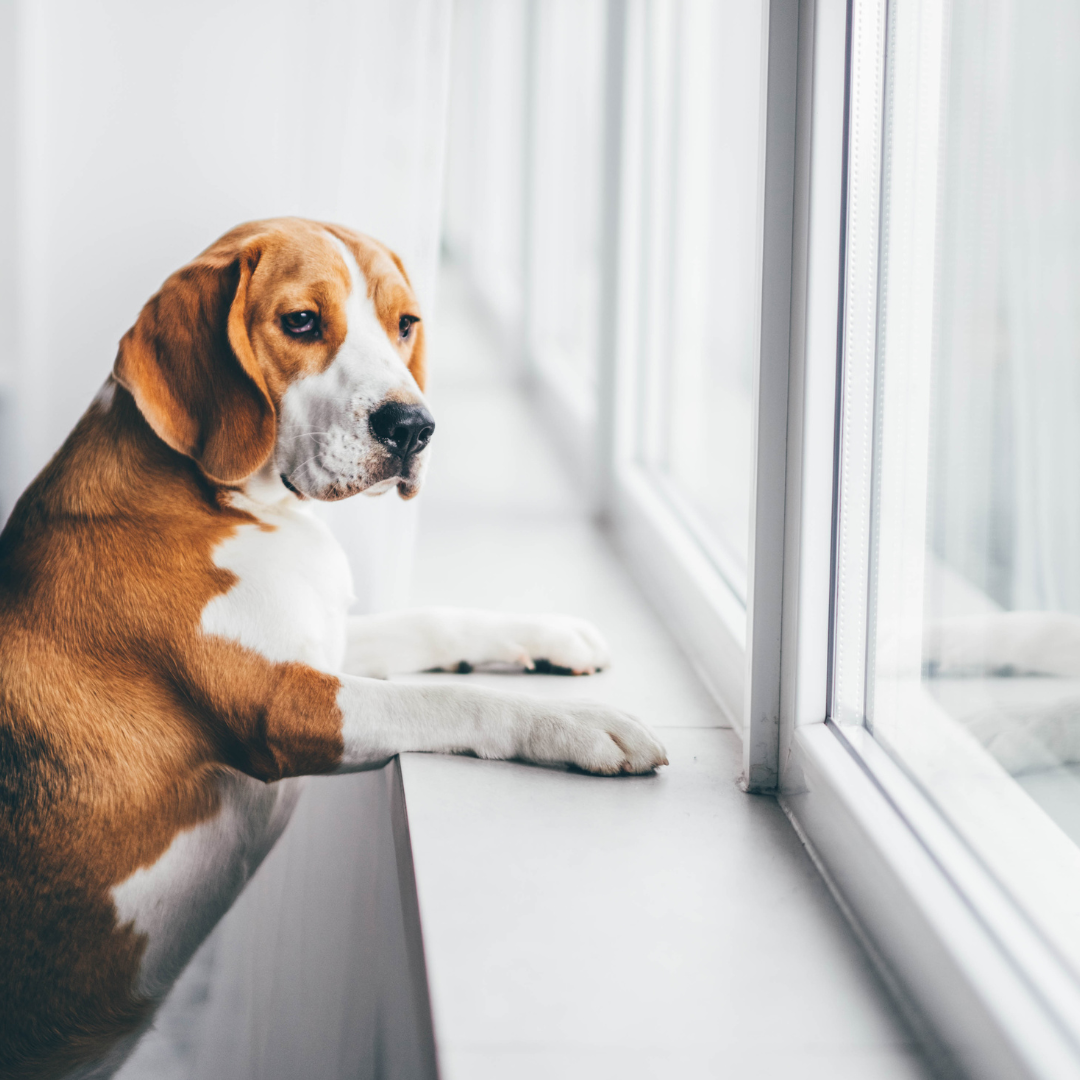 Helping Your Pup Feel Calm: Tips for Managing Separation Anxiety in Do – Waggin Water