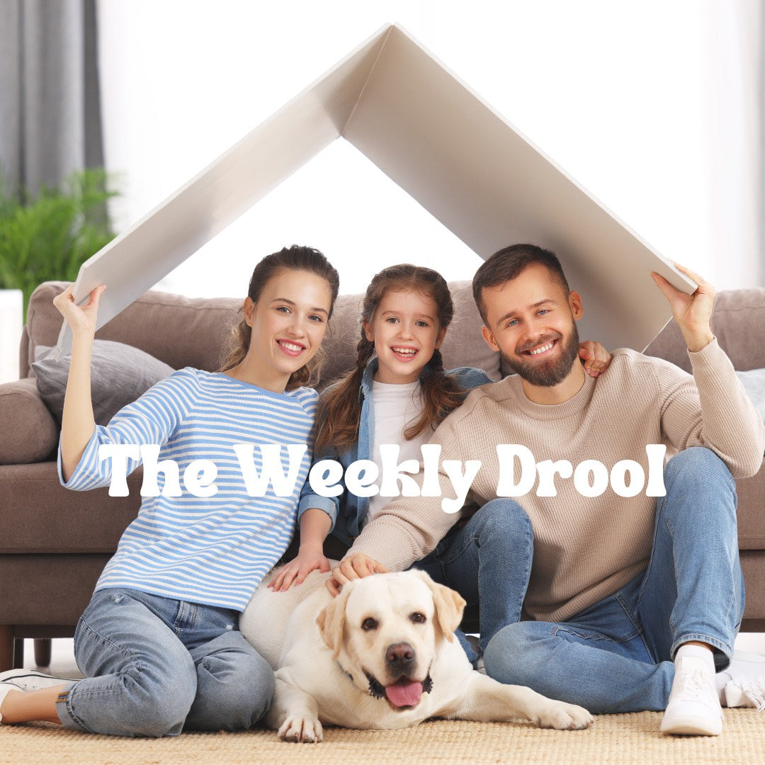 Introducing a New Dog to Your Home: Tips for Successful Integration ...